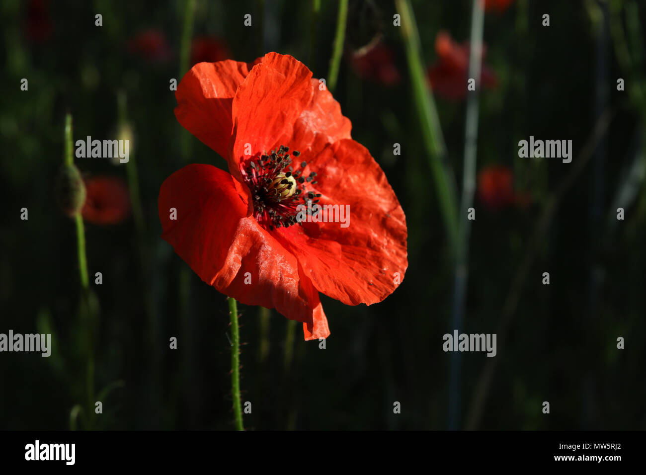 Roter mohn schwarzer hintergrund -Fotos und -Bildmaterial in hoher ...