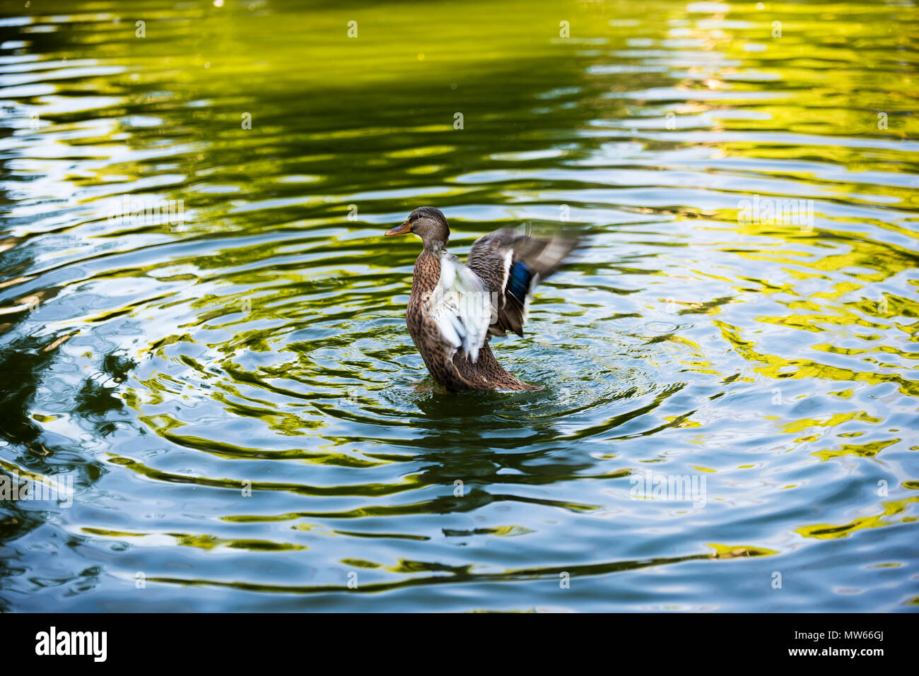 Opened wings -Fotos und -Bildmaterial in hoher Auflösung – Alamy