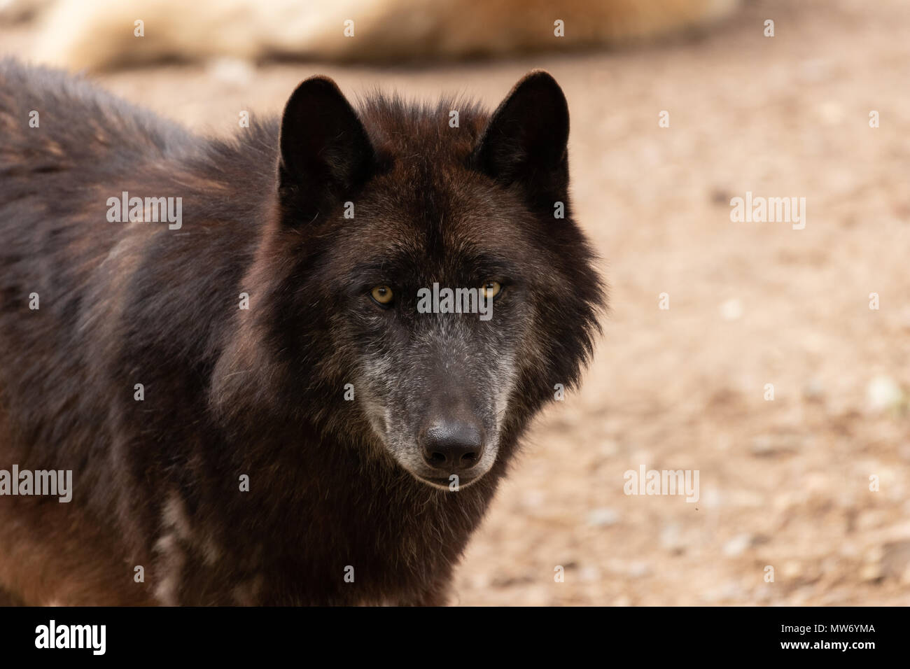 Dark Gray Wolf Stockfotos & Dark Gray Wolf Bilder - Alamy