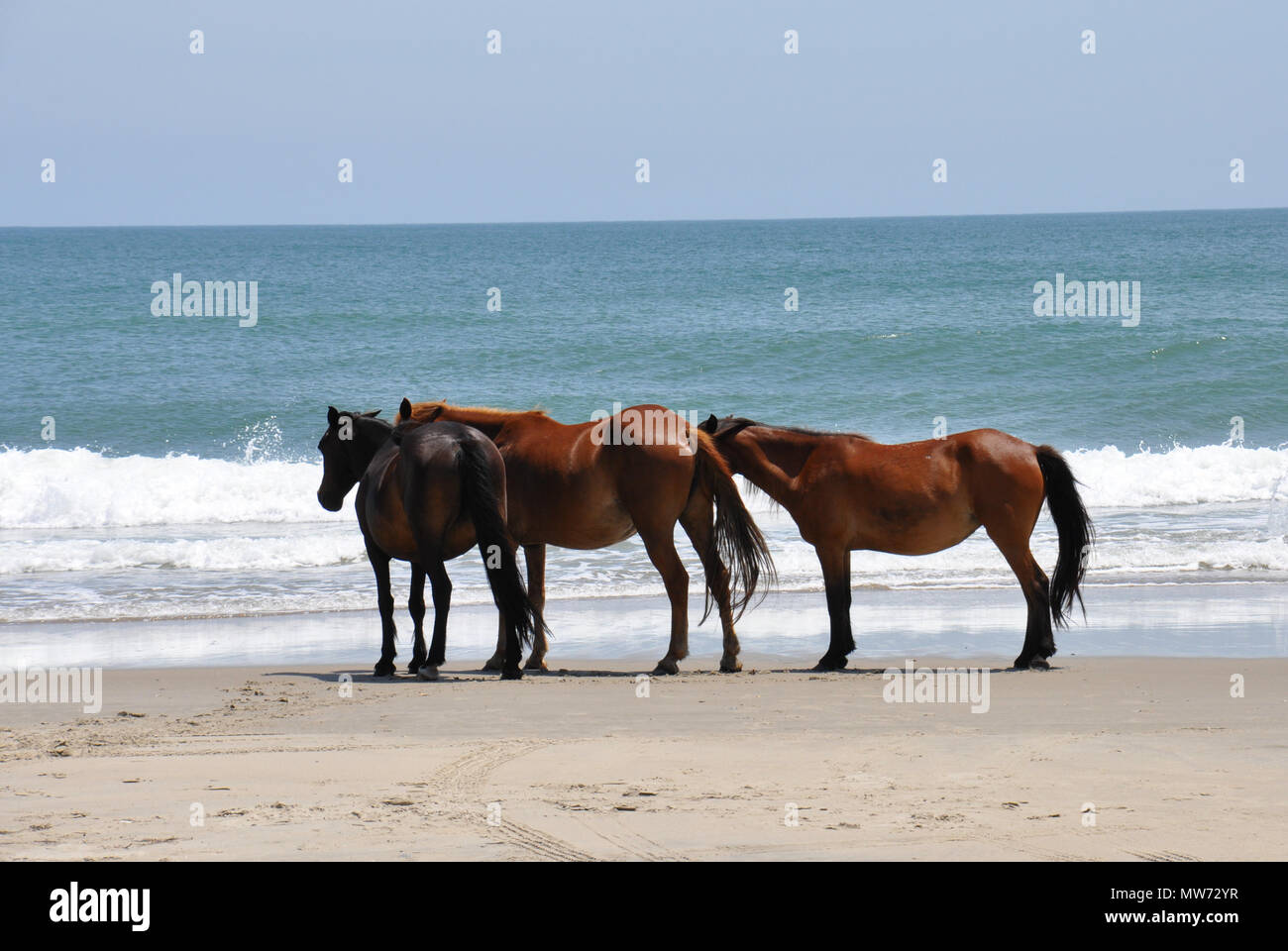 Wilde pferde am strand -Fotos und -Bildmaterial in hoher Auflösung – Alamy