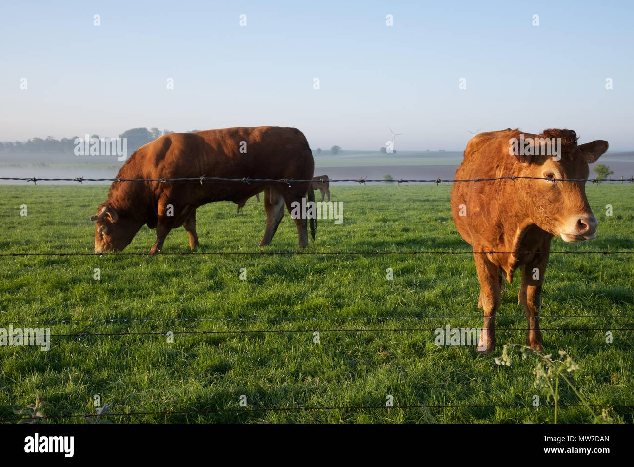 Limousin Rinder: ein Bulle und eine Kuh grasen in der Morgensonne ...