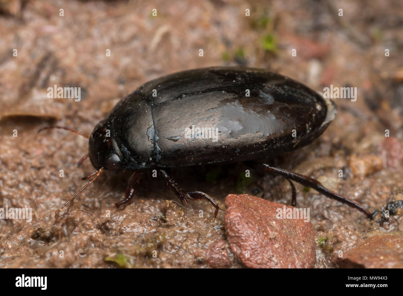 Predaceous diving beetle -Fotos und -Bildmaterial in hoher Auflösung ...