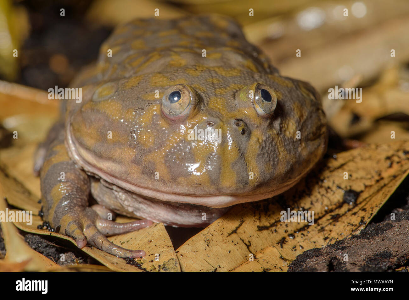Lepidobatrachus laevis -Fotos und -Bildmaterial in hoher Auflösung – Alamy