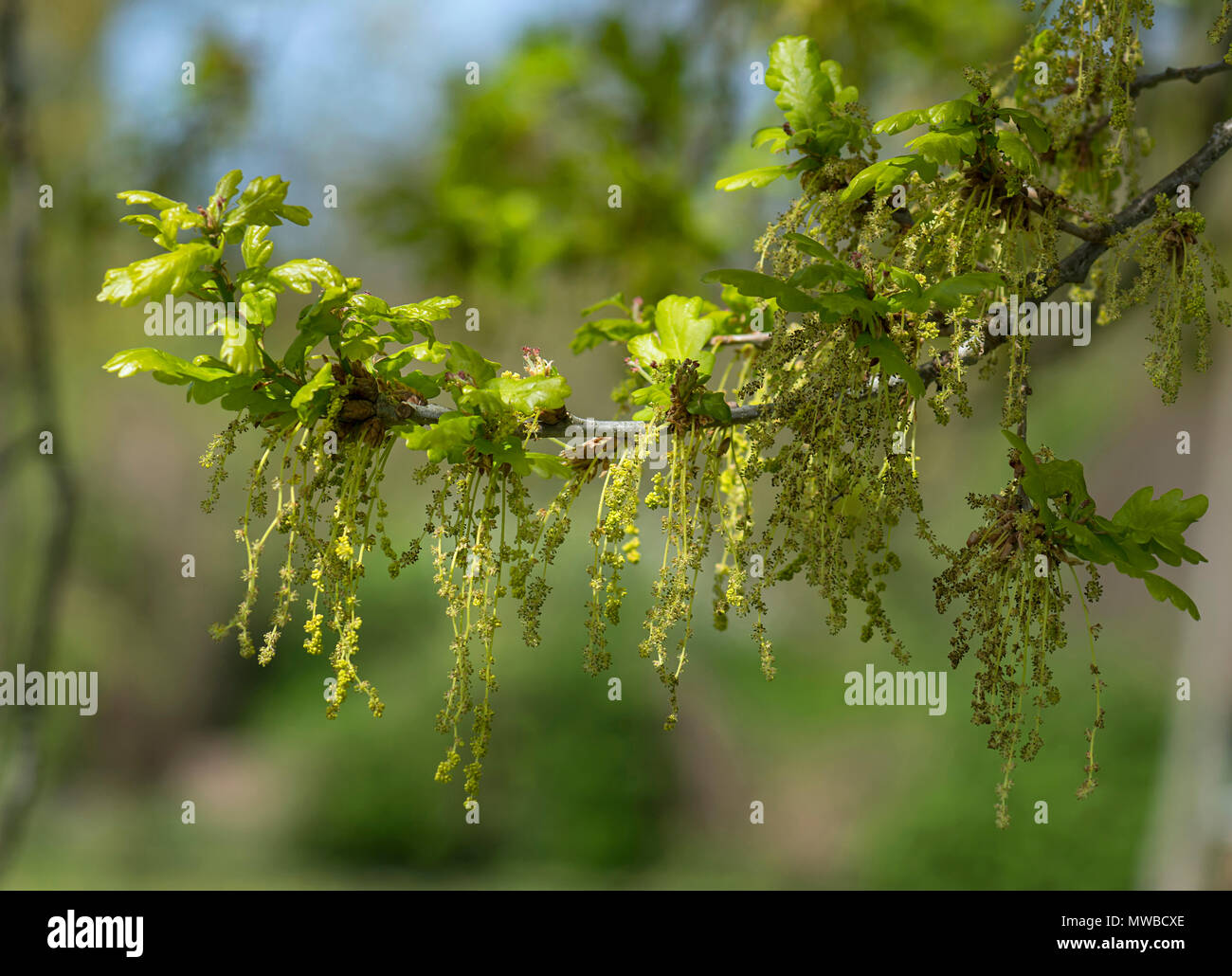 Eiche ast fotografie -Fotos und -Bildmaterial in hoher Auflösung – Alamy