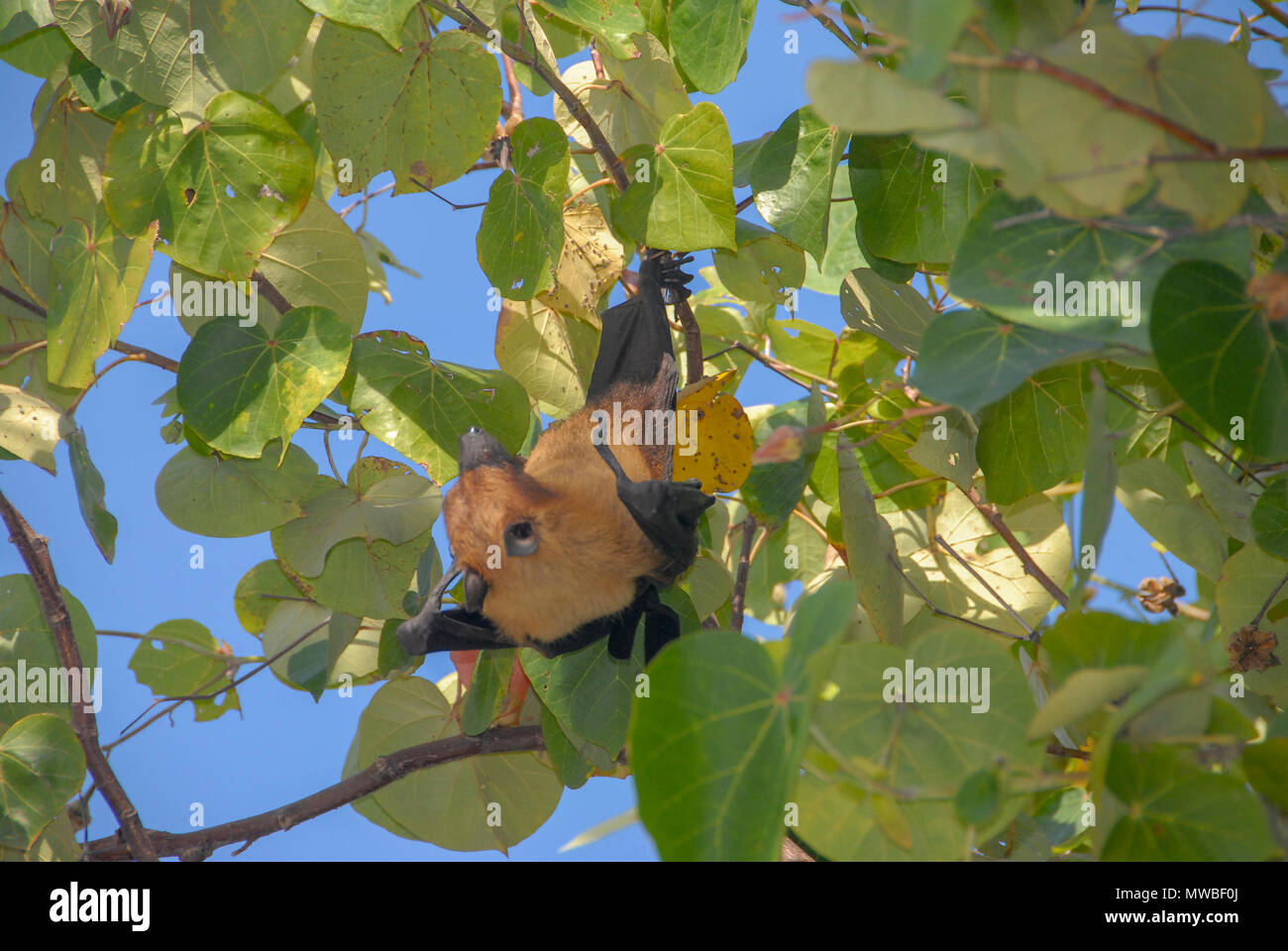 Blick auf den Malediven Flughunde - kleine Flying Fox, Insel Flying Fox ...