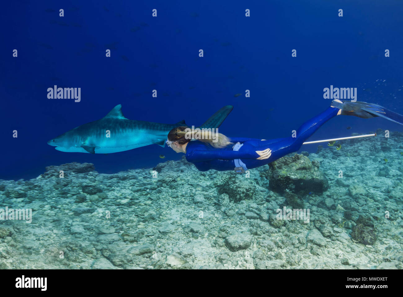 Female Freediver Monofin Swimming Underwater Stockfotos und -bilder ...