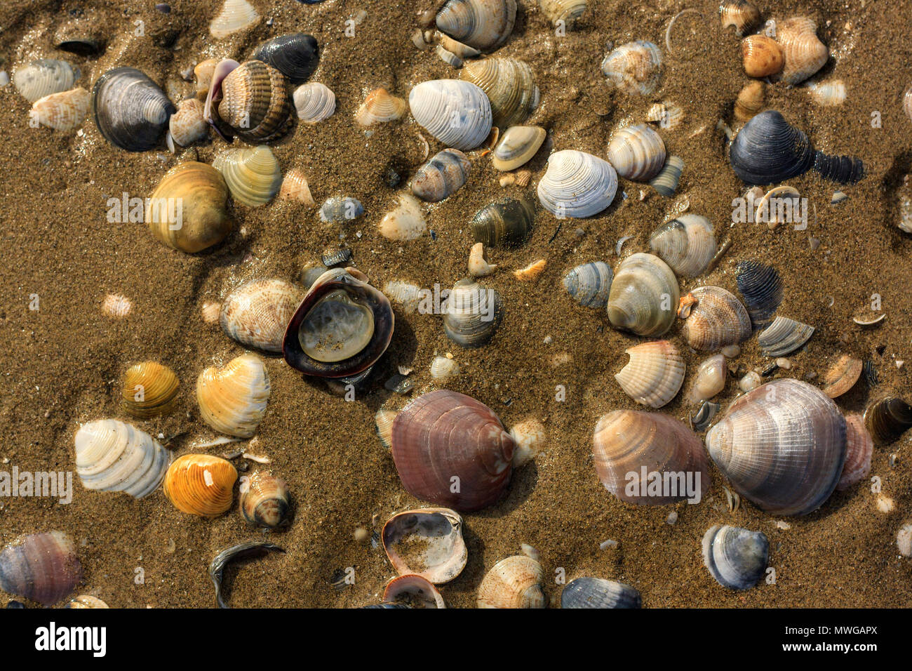 Muscheln am Strand der Adria Stockfotografie - Alamy