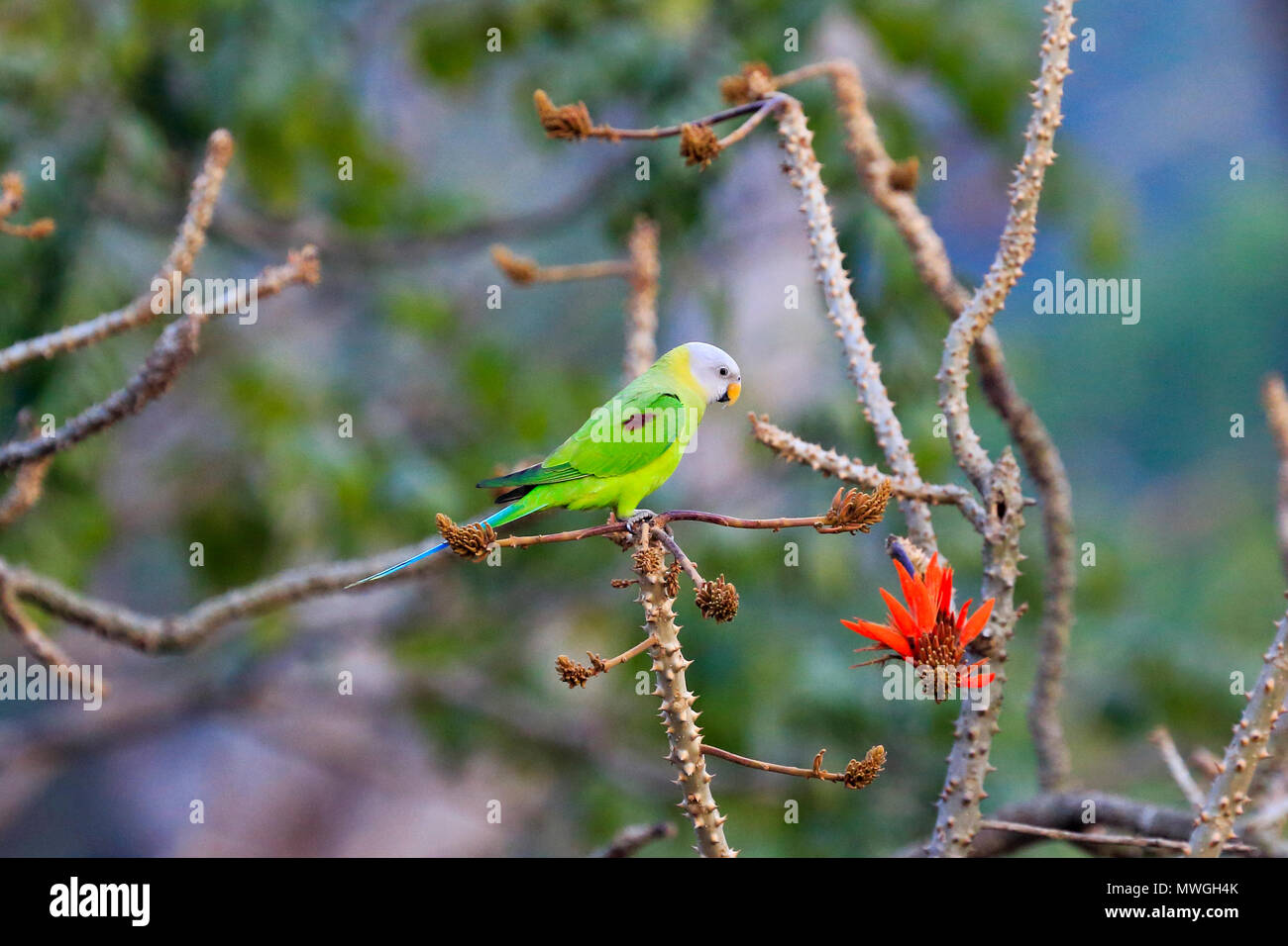 Psittacula roseata -Fotos und -Bildmaterial in hoher Auflösung – Alamy