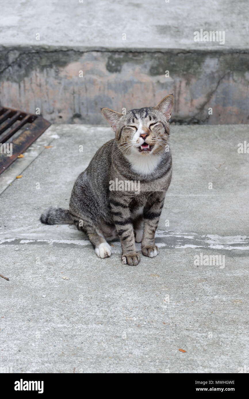 Die lachende katze -Fotos und -Bildmaterial in hoher Auflösung – Alamy
