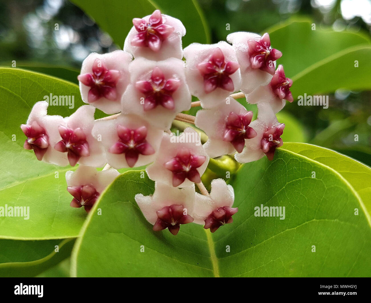 Hoya obovata -Fotos und -Bildmaterial in hoher Auflösung – Alamy
