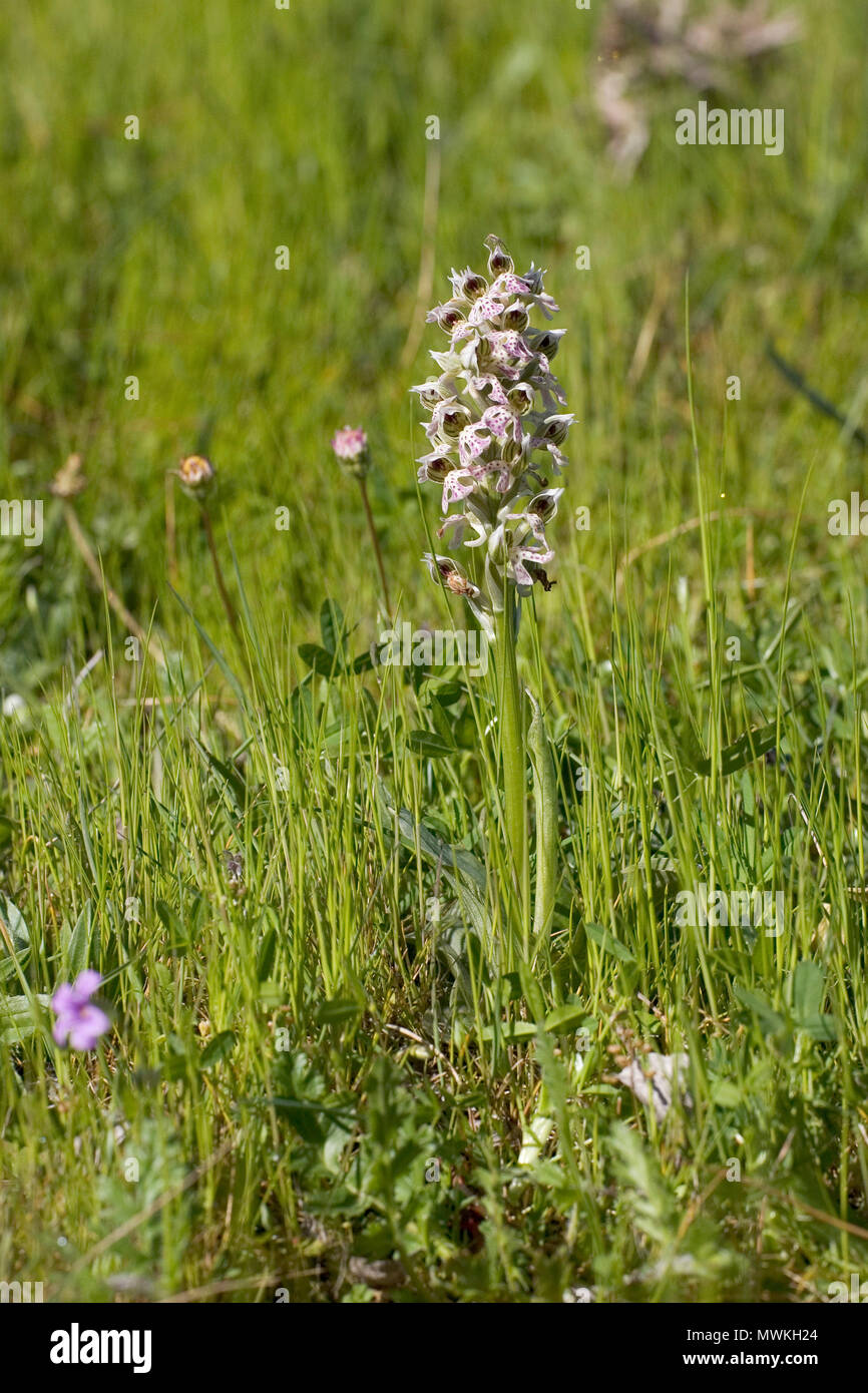 Milchstraße Orchideen Orchis lactea auf einer Wiese am Straßenrand Bank ...