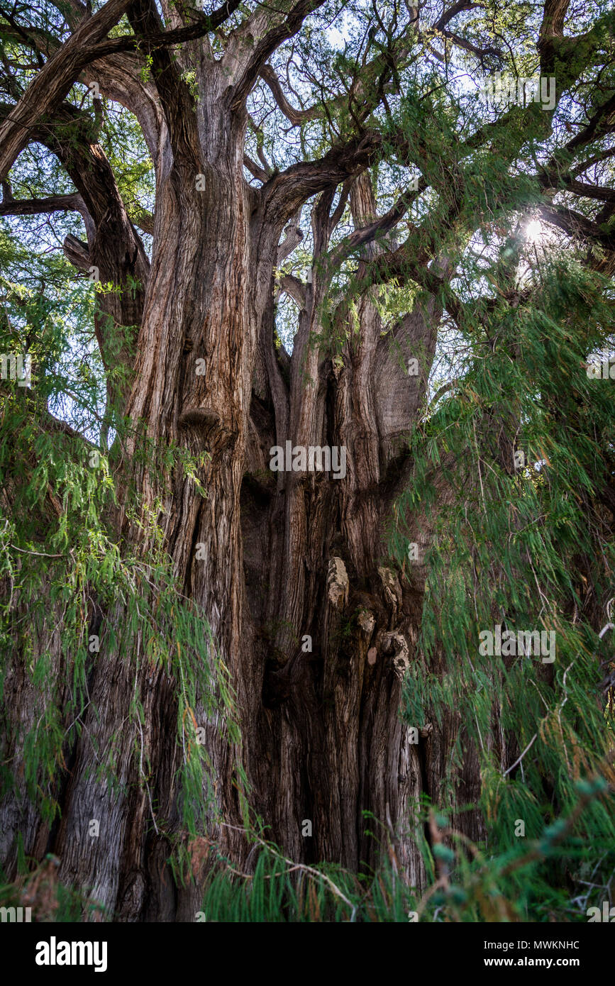 Baum von Tule, in der Kirche in der Altstadt von Santa María del Tule ...