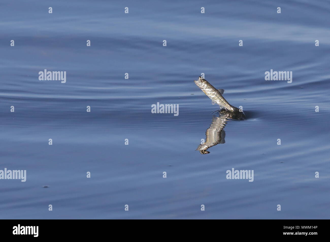 Springender fisch -Fotos und -Bildmaterial in hoher Auflösung – Alamy