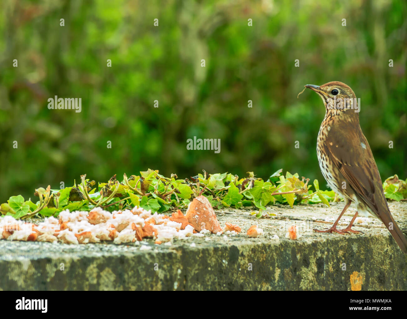 Am frühen Morgen Vögel kommt für die Fütterung Stockfotografie - Alamy Am frühen Morgen Vögel kommt für die Fütterung Stockfotografie - Alamy