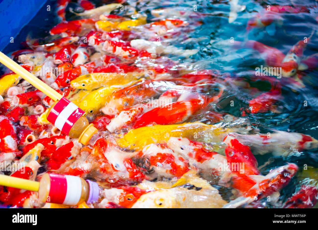 Mist oder farbige Mist oder Koi oder Koi, die bunten Fancy Fisch essen ...