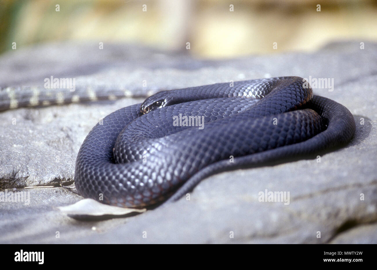 Rot schwarze schlange -Fotos und -Bildmaterial in hoher Auflösung – Alamy
