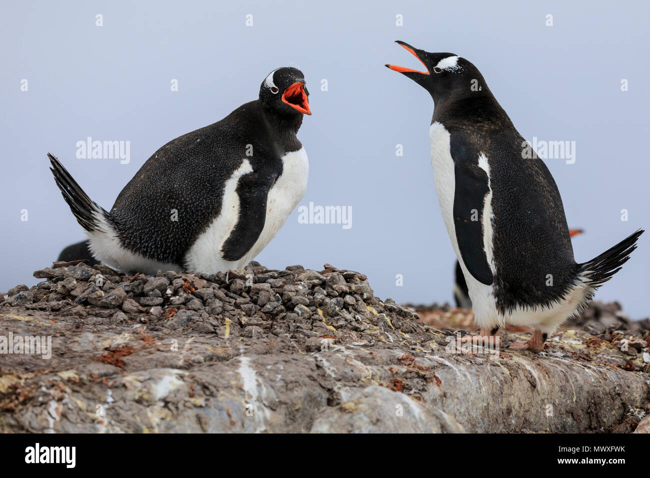 Penguin Mouth Stockfotos & Penguin Mouth Bilder - Seite 2 - Alamy