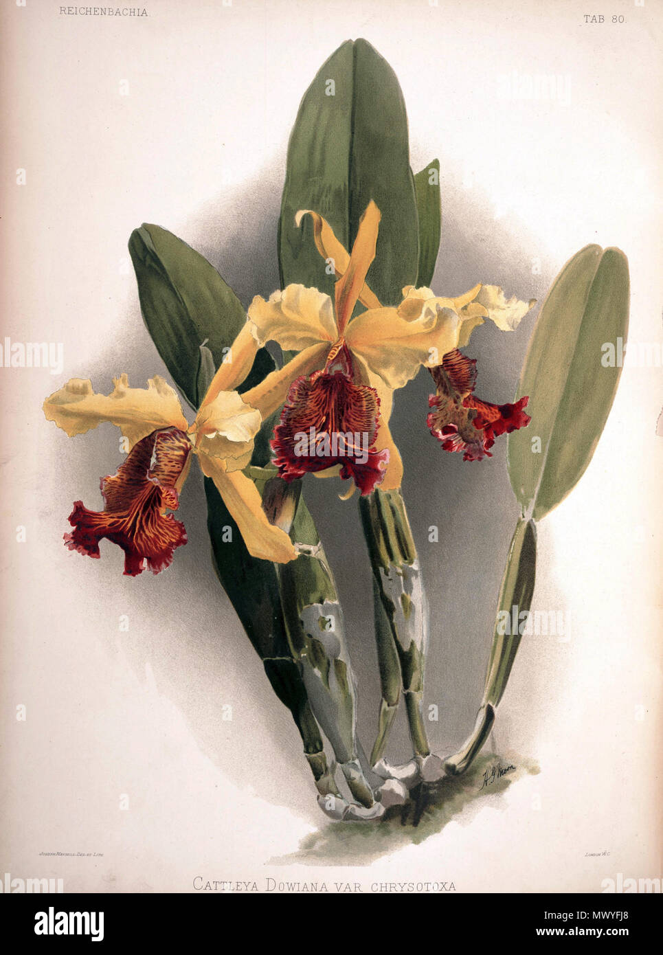 Cattleya aurea -Fotos und -Bildmaterial in hoher Auflösung – Alamy