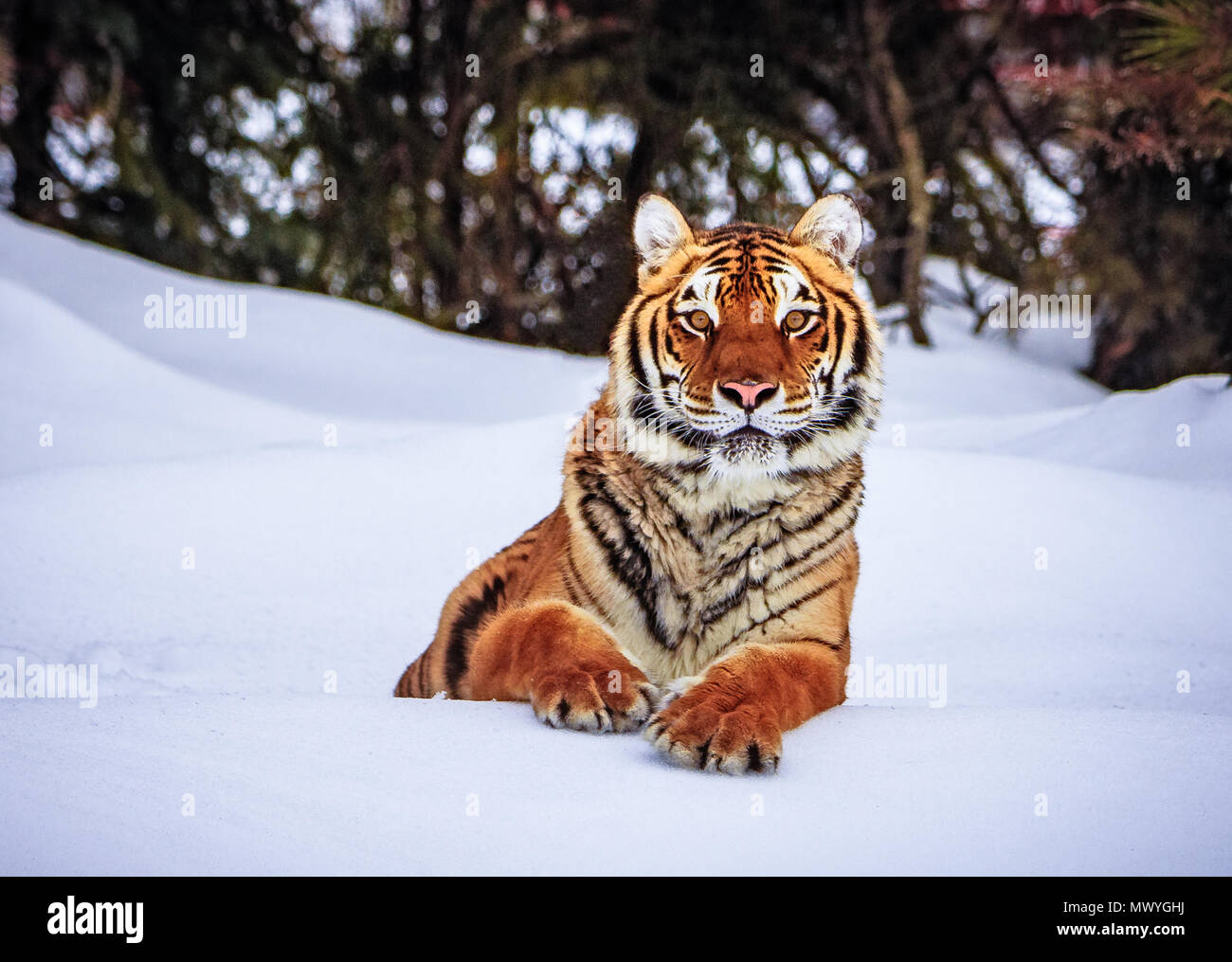 Tiger conservation landscapes -Fotos und -Bildmaterial in hoher ...