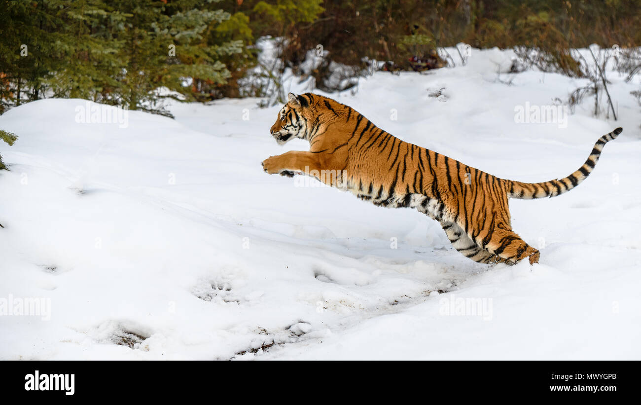 Tiger erhaltung -Fotos und -Bildmaterial in hoher Auflösung – Alamy
