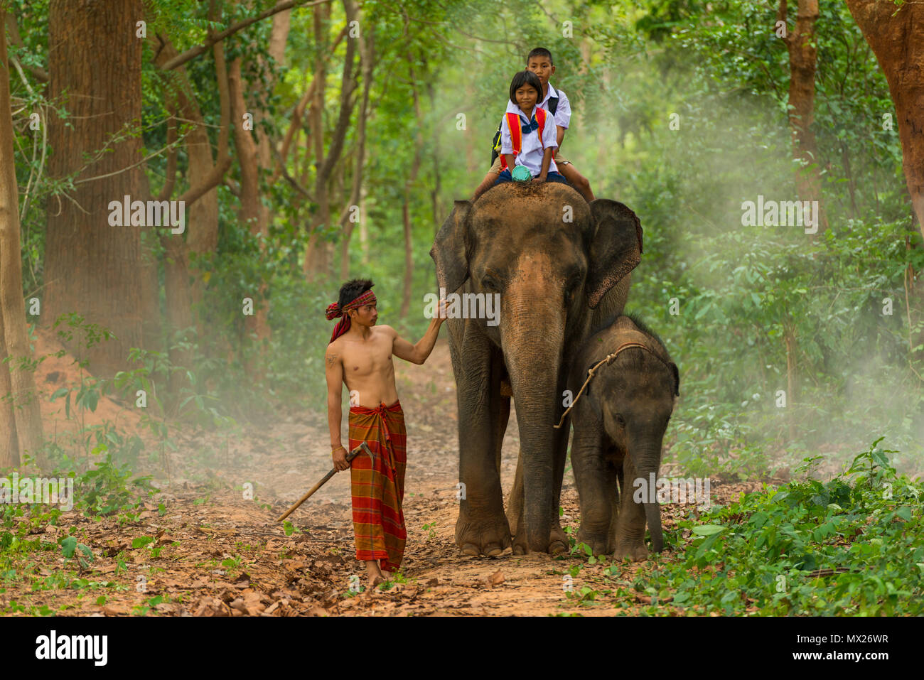 Surin, Thailand - 25. Juni 2016: Mahout Elefant mit seinem Kalb für ...
