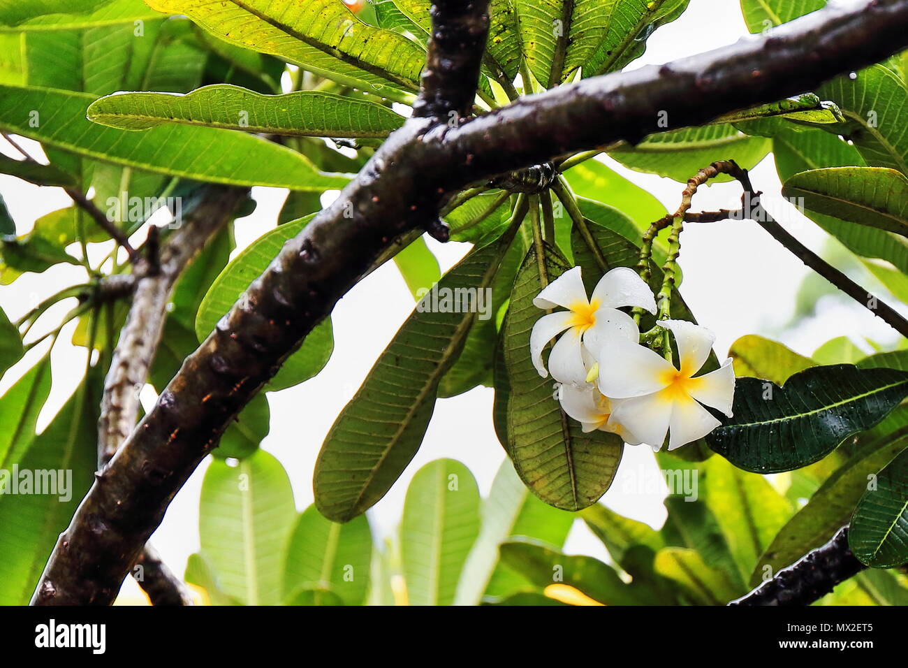 Plumeria acuminata oder frangipani oder kalachuchi weiße Blumen im ...