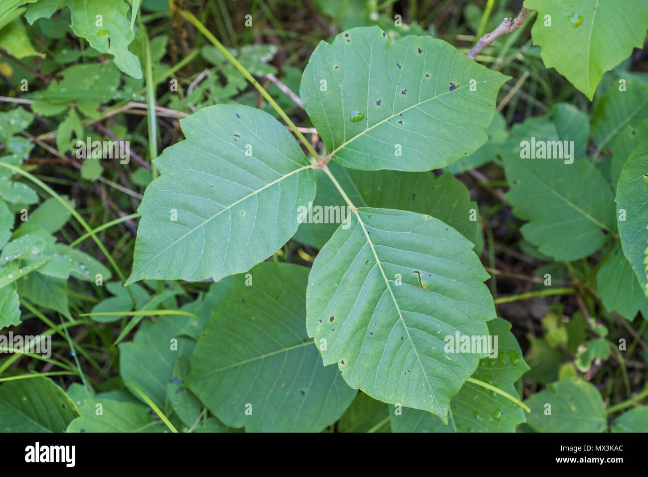Allergisch gegen giftefeu -Fotos und -Bildmaterial in hoher Auflösung ...