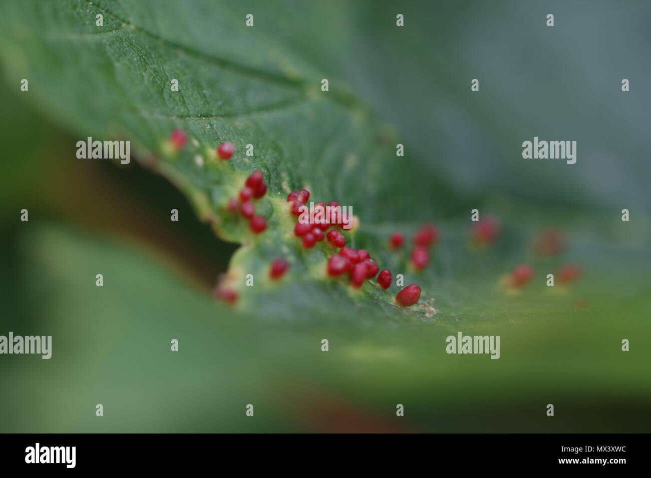 Aceria cephalonea -Fotos und -Bildmaterial in hoher Auflösung – Alamy