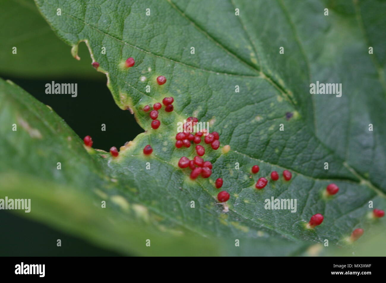 Aceria cephalonea -Fotos und -Bildmaterial in hoher Auflösung – Alamy