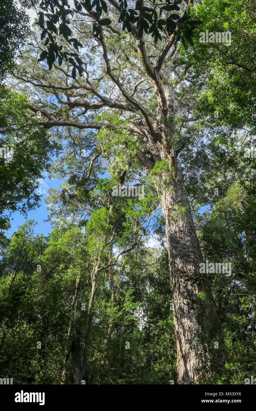 Yellowwood podocarpus latifolius -Fotos und -Bildmaterial in hoher ...