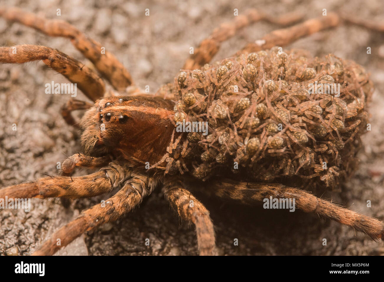 Spinne mit babys -Fotos und -Bildmaterial in hoher Auflösung – Alamy