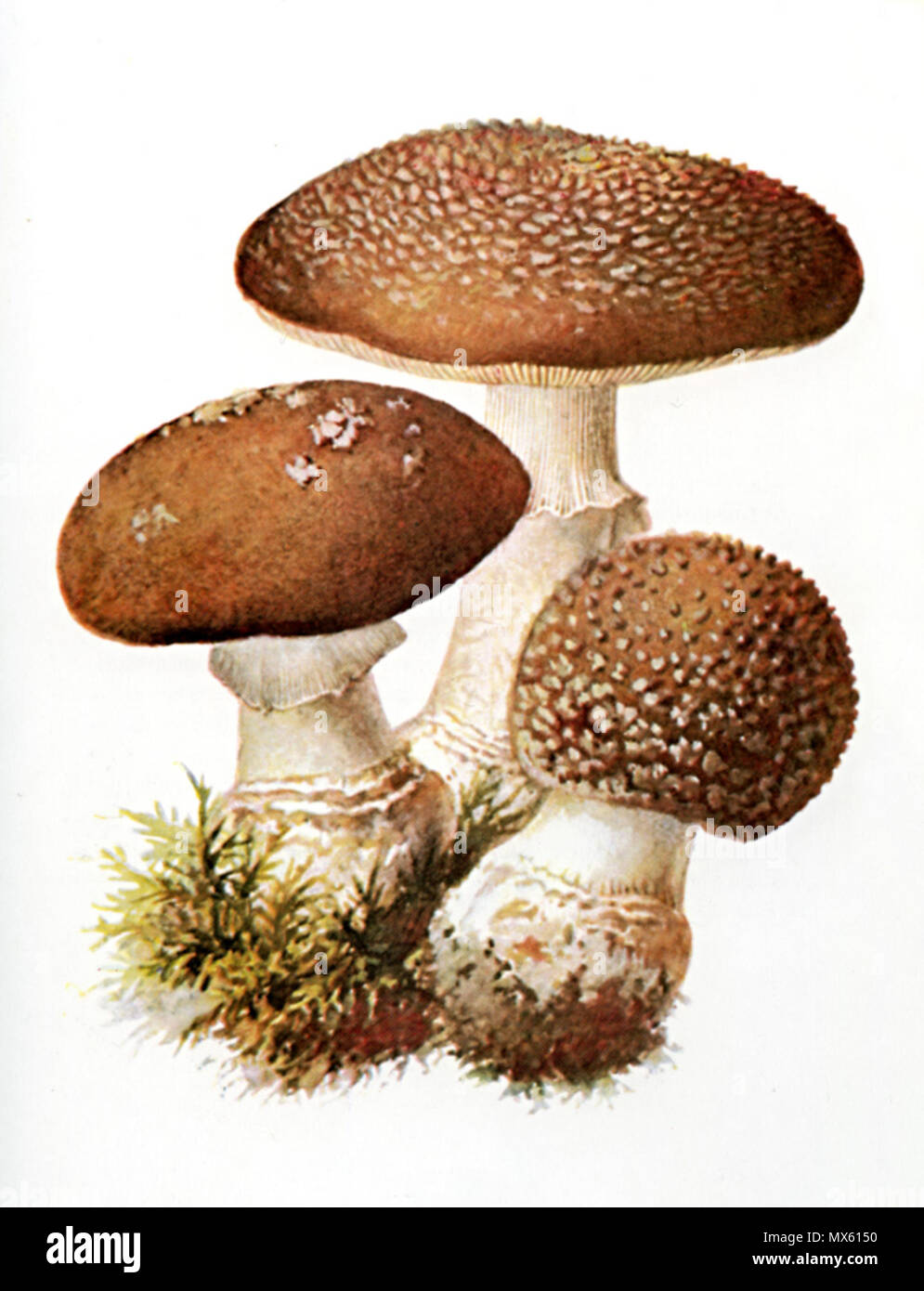 Amanita Excelsa Stockfotos und -bilder Kaufen - Alamy