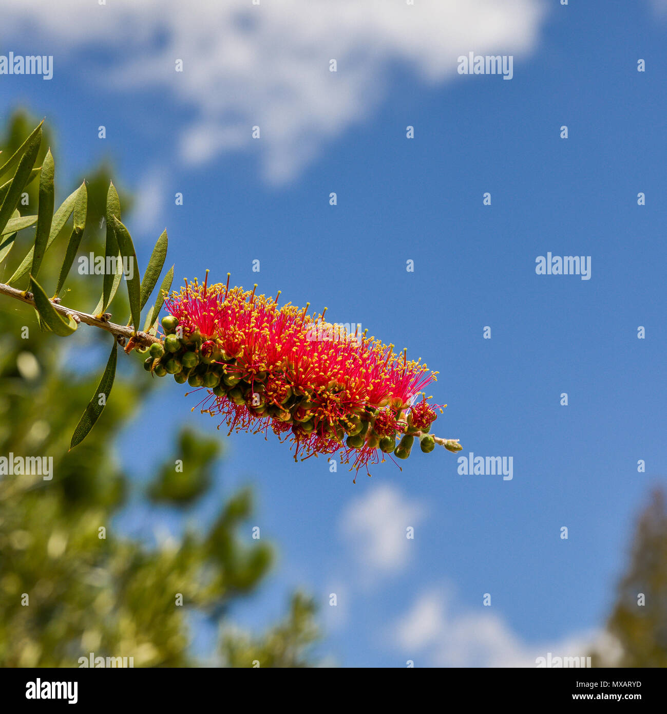 Karmesinroter bottlebrush -Fotos und -Bildmaterial in hoher Auflösung ...