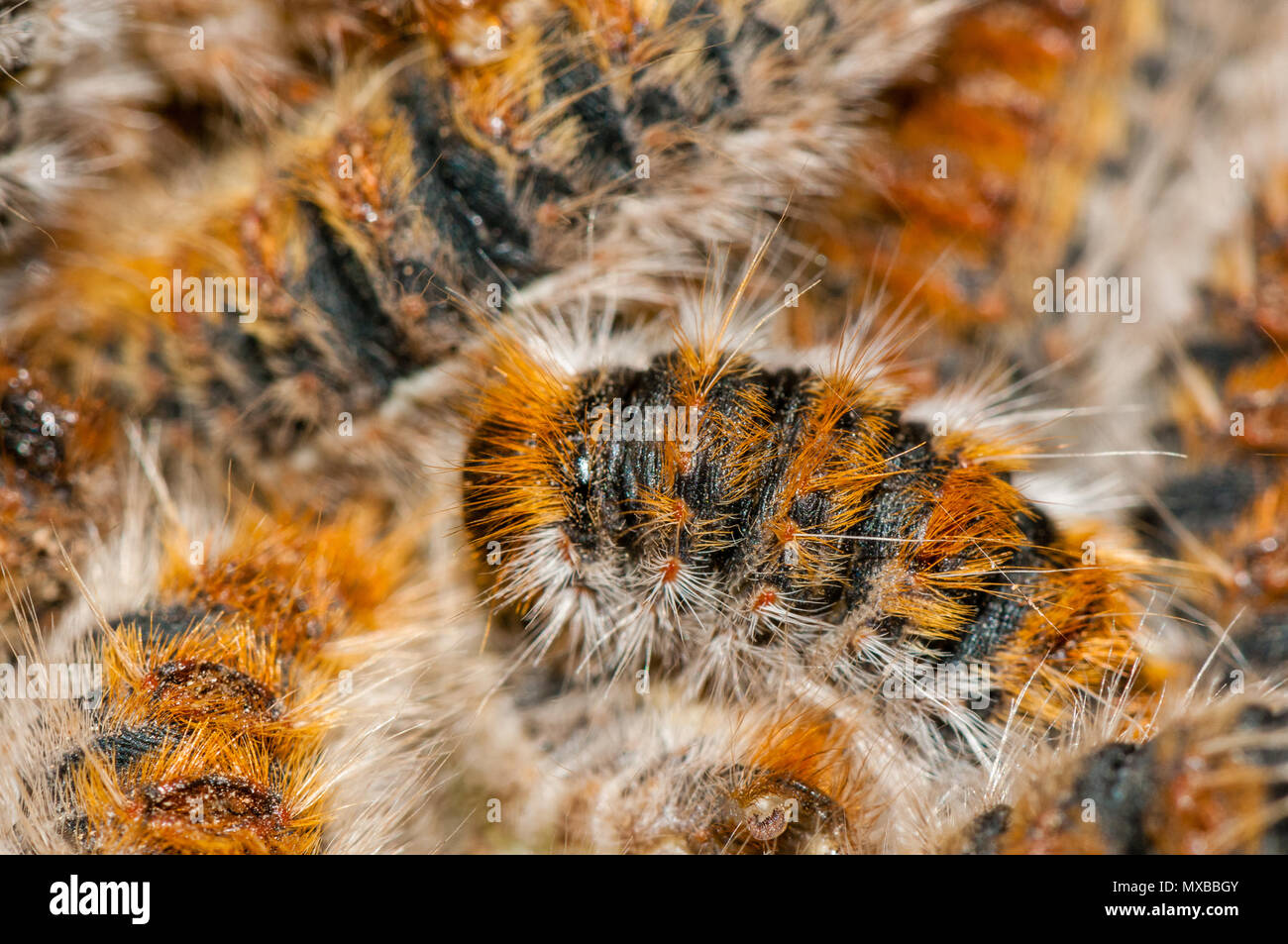 Kiefer processionary, Raupen, THAUMETOPOEA PITYOCAMPA Stockfotografie ...