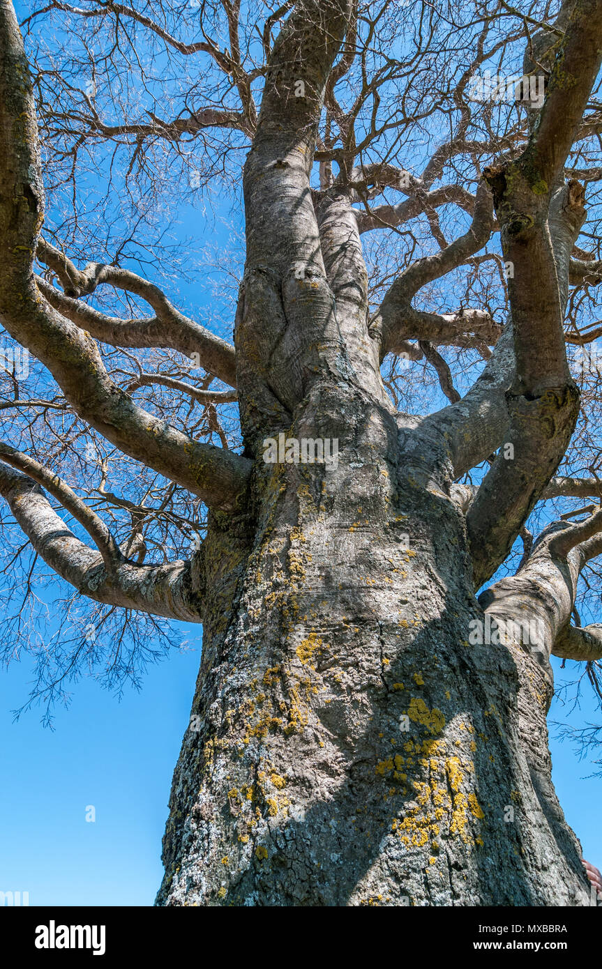Nessel Baum Celtis Stockfotos und -bilder Kaufen - Alamy