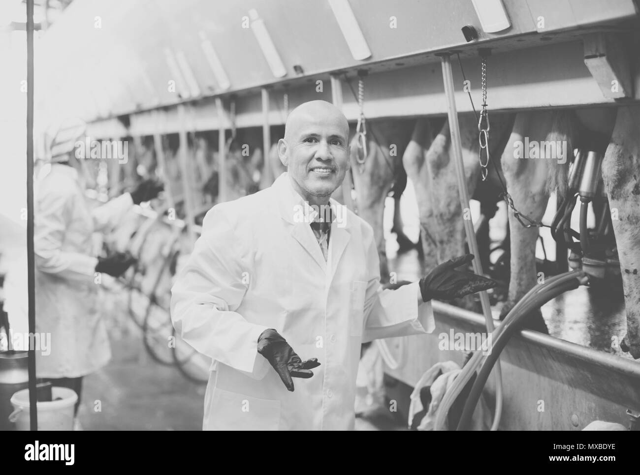 Bäuerin beim melken Schwarzweiß-Stockfotos und -bilder - Alamy