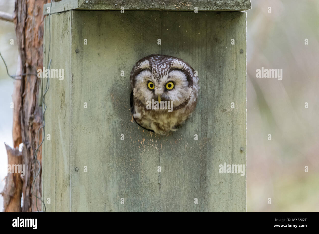 Haus eule -Fotos und -Bildmaterial in hoher Auflösung – Alamy