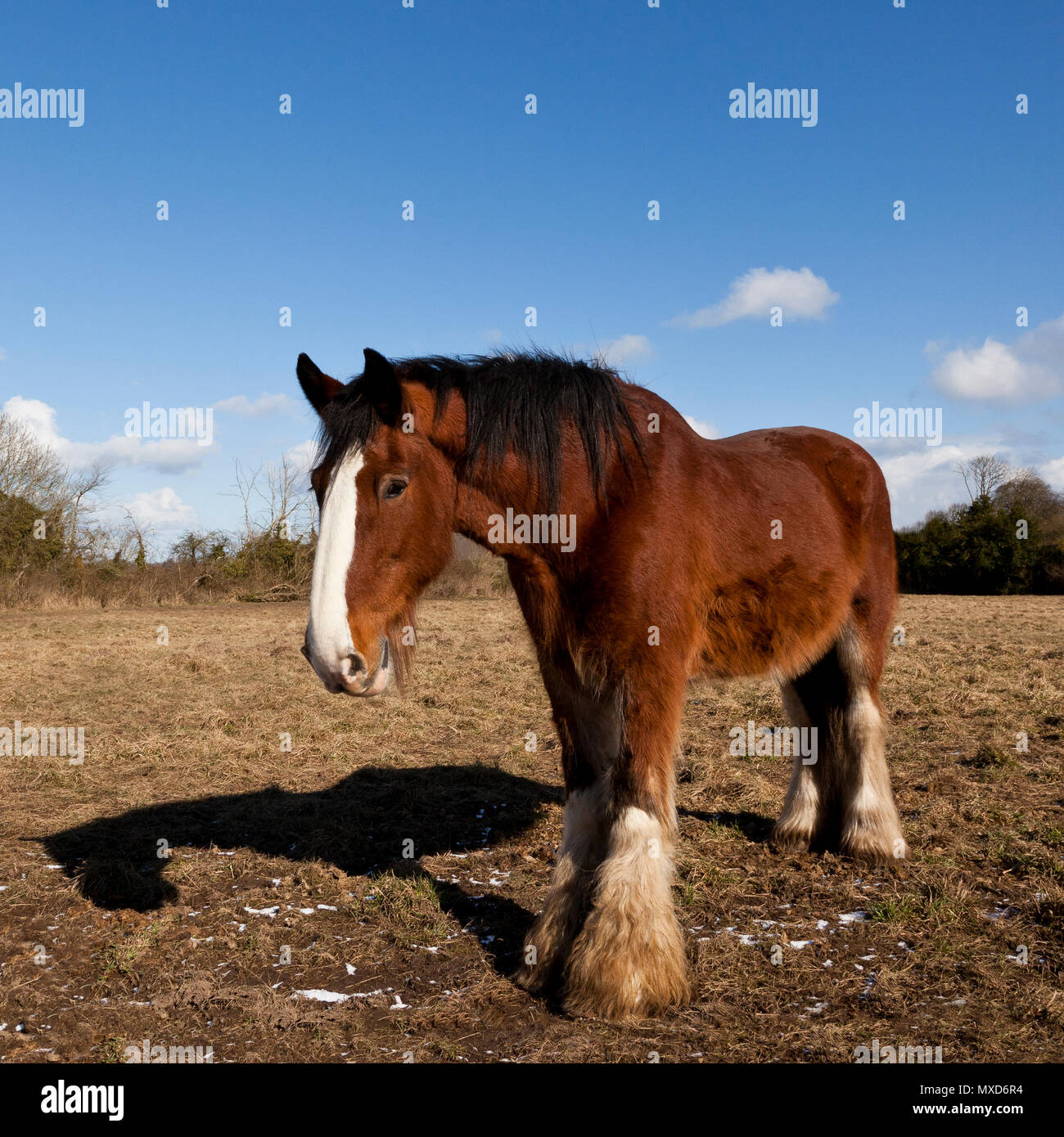 Bucht shire pferd -Fotos und -Bildmaterial in hoher Auflösung – Alamy