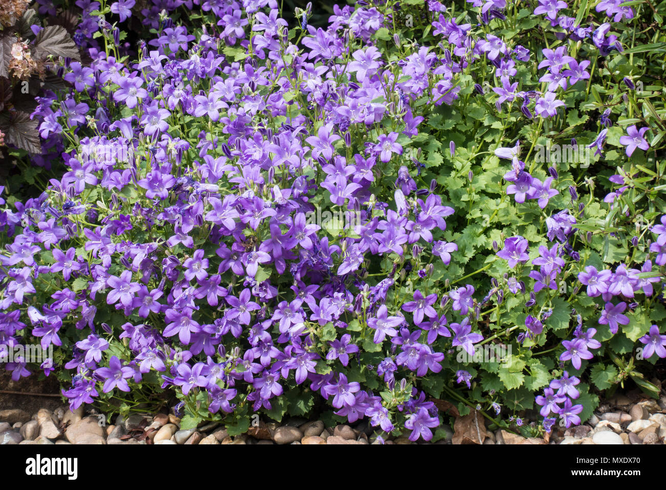 Campanula garganica frau resholt -Fotos und -Bildmaterial in hoher Auflösung – Alamy