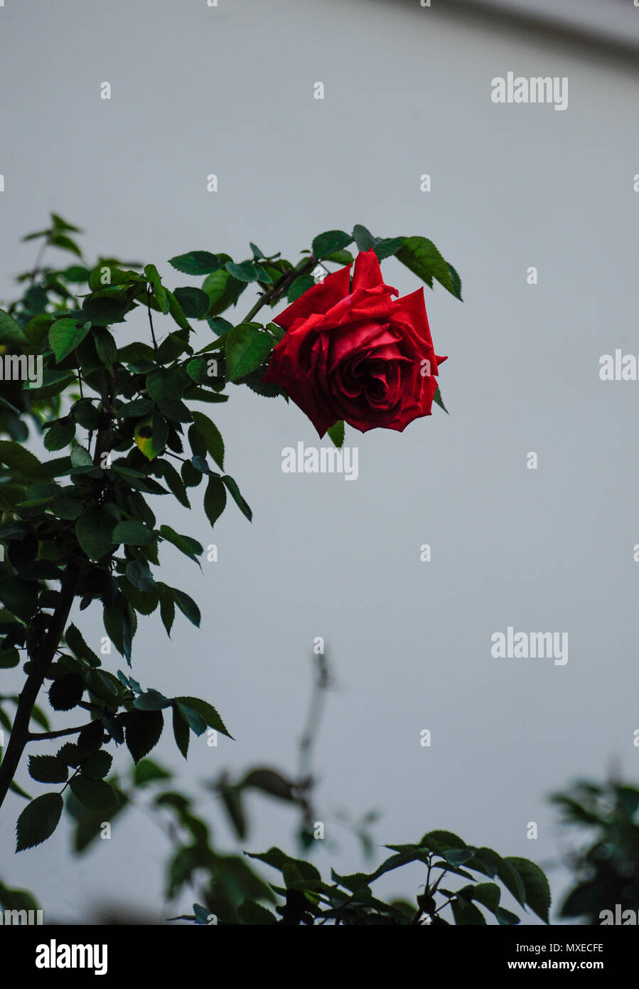 Valencia botanischer garten -Fotos und -Bildmaterial in hoher Auflösung ...