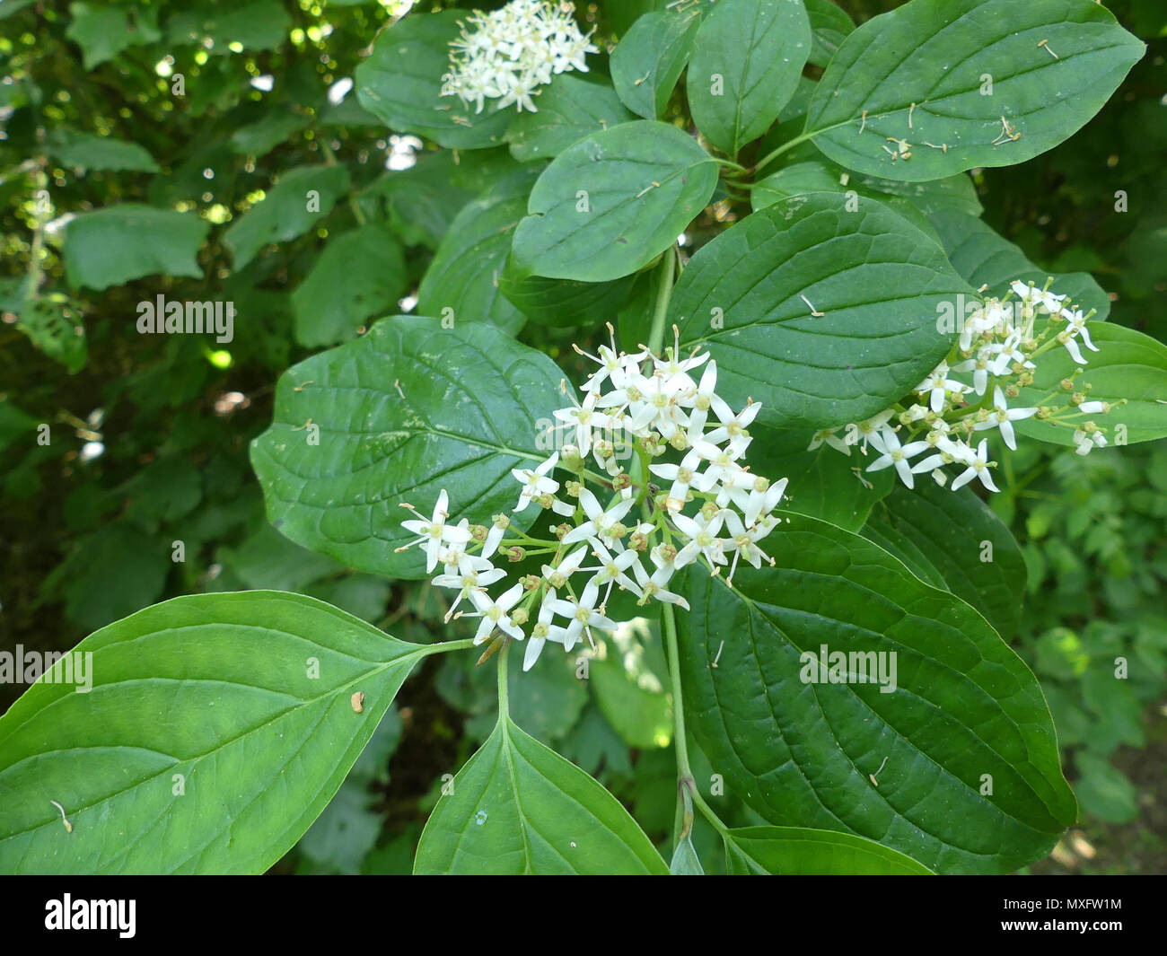 Alder Buckthorn Frangula Alnus Leaves Stockfotos und -bilder Kaufen - Alamy