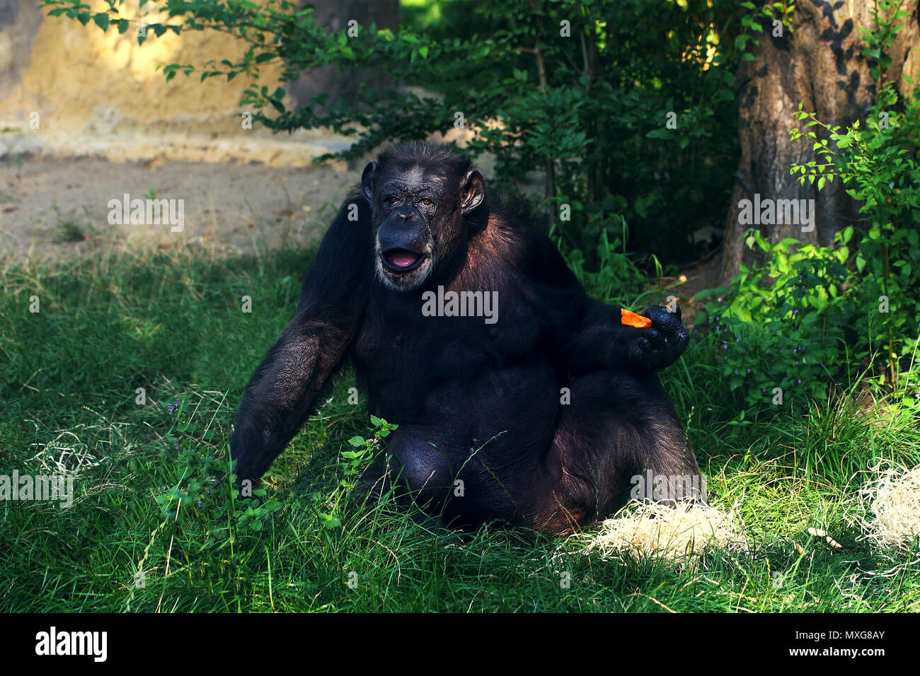 Lustige Schimpanse Affe auf dem Boden sitzend essen Karotten ...