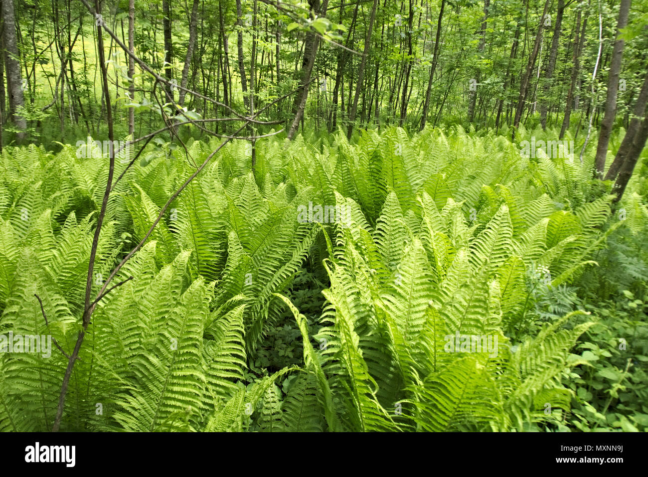 Farn in einem wald -Fotos und -Bildmaterial in hoher Auflösung – Alamy