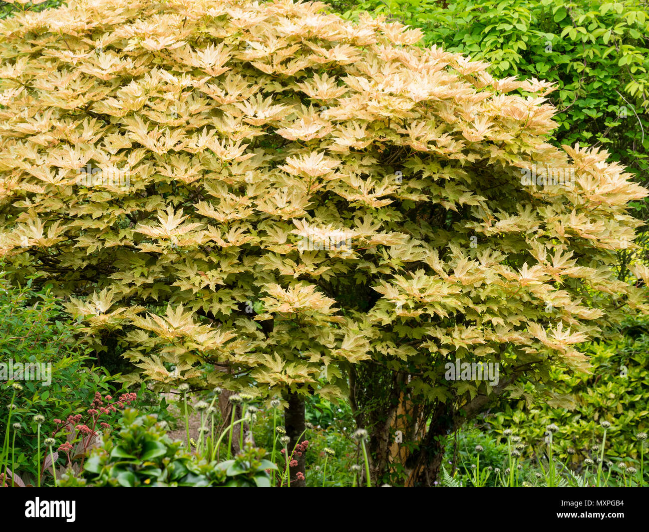 Bronziert und fleckige Laub Laubbaum, Acer Pseudoplatanus 'Prinz ...