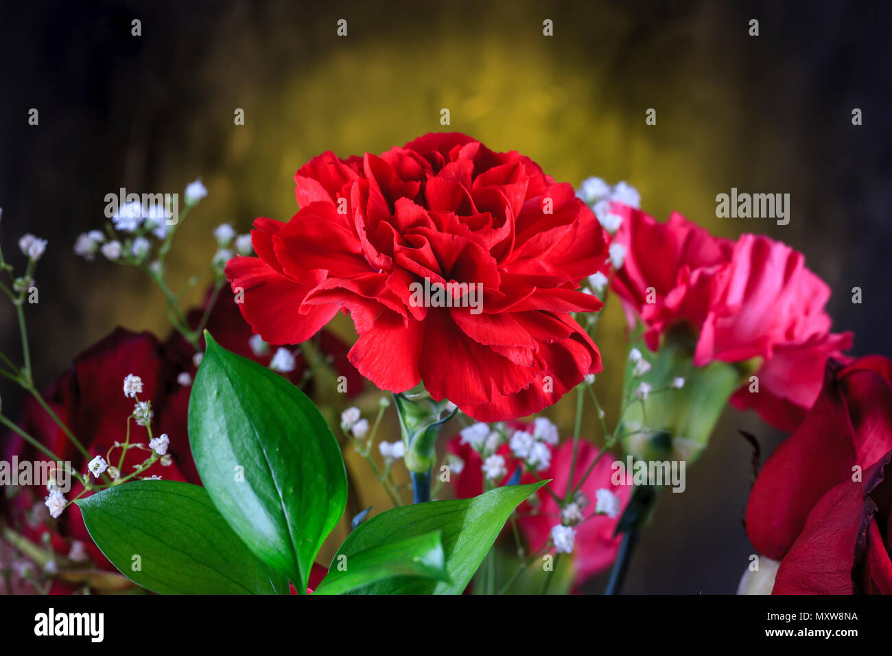 Eine rote nelke -Fotos und -Bildmaterial in hoher Auflösung – Alamy