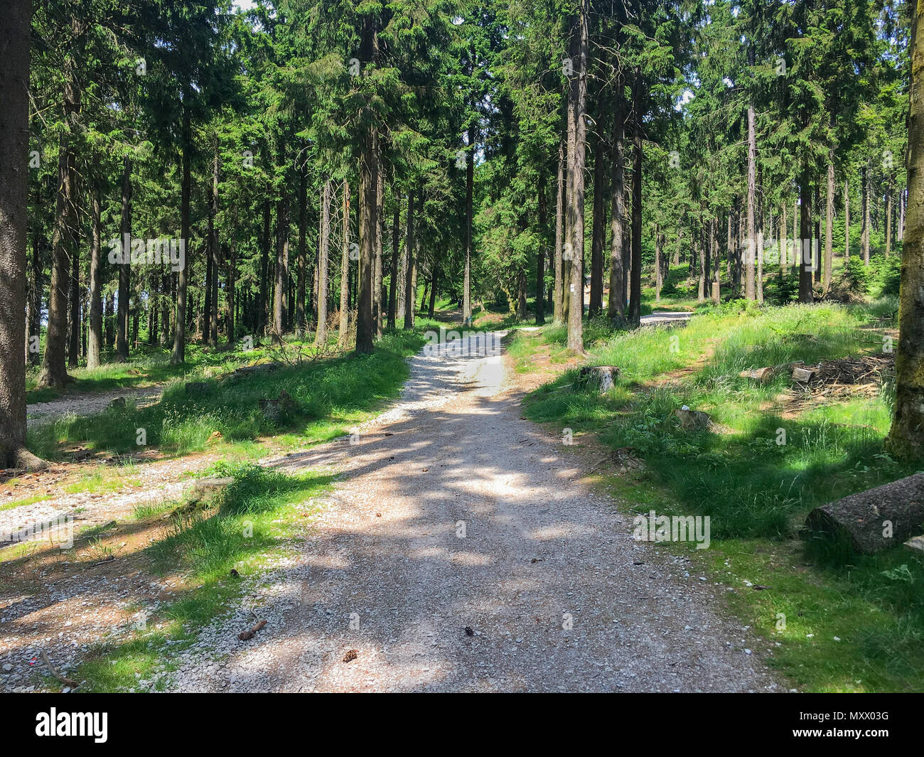 Wald am Feldberg in der Region Taunus in Hessen, Deutschland ...