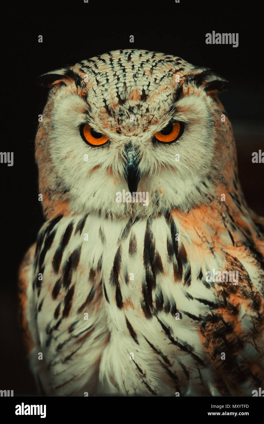 Asiatische eulen -Fotos und -Bildmaterial in hoher Auflösung – Alamy