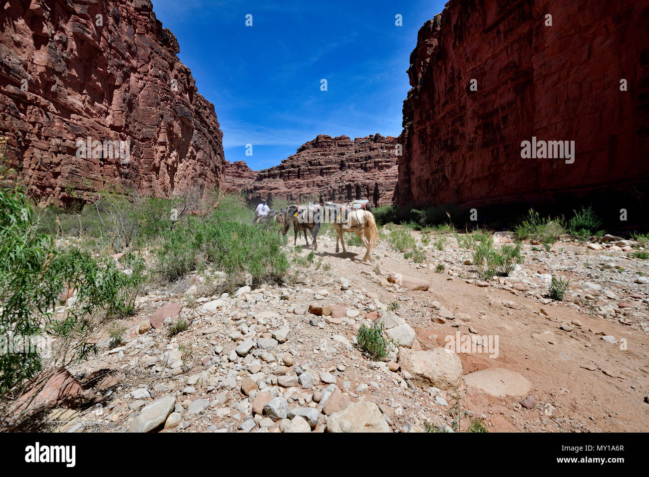 Supai indian village grand canyon -Fotos und -Bildmaterial in hoher ...