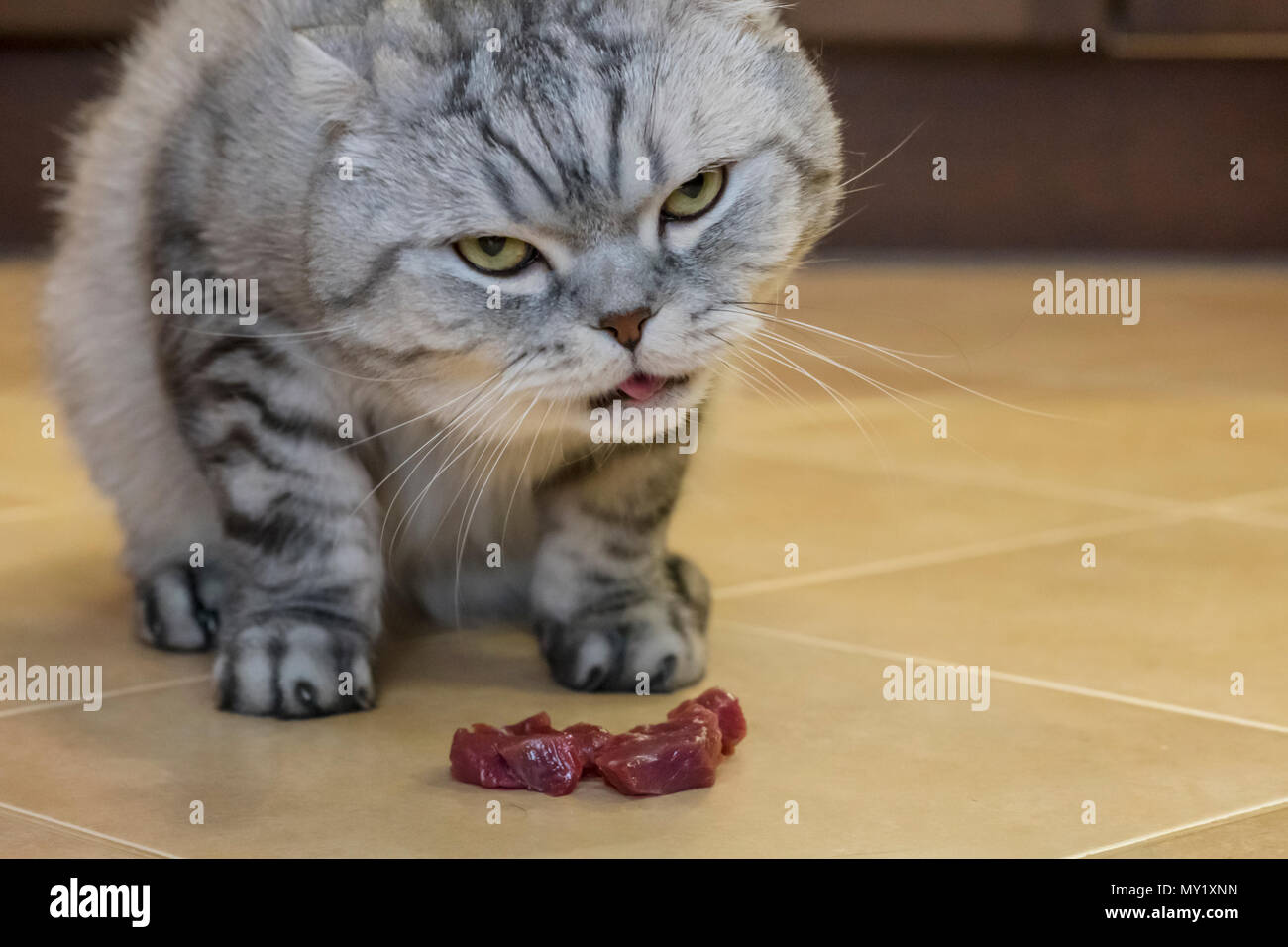 Katze isst fleisch -Fotos und -Bildmaterial in hoher Auflösung – Alamy