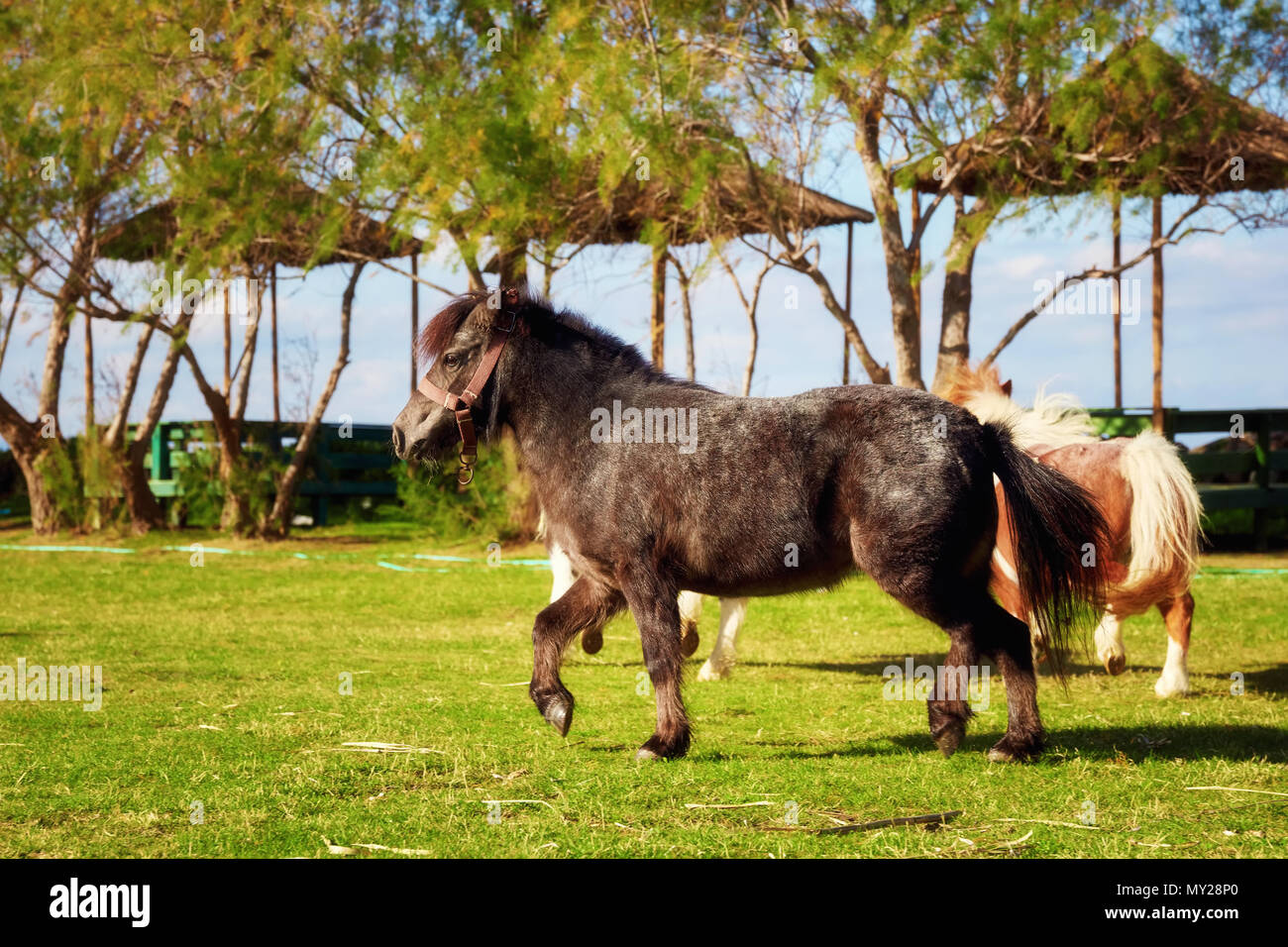 Kleines blaues pferd -Fotos und -Bildmaterial in hoher Auflösung – Alamy